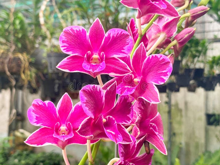 Dendrobium Orchids in Shades of Purple and White with Fresh Buds Stock Image - Image of tím ...