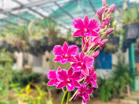 Dendrobium Orchids in Shades of Purple and White with Fresh Buds Stock ...