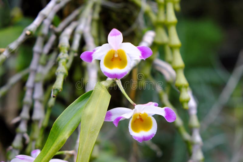 Dendrobium pendulum stock image. Image of fresh, family - 192303263