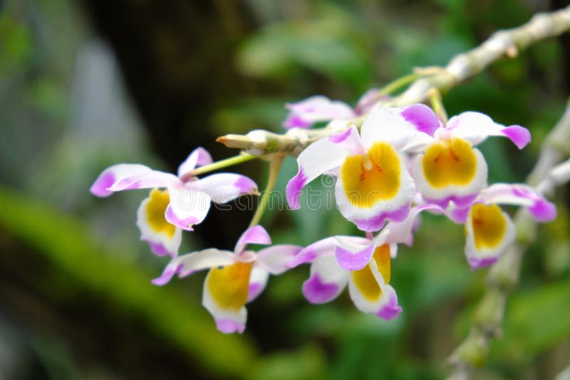 Dendrobium pendulum stock photo. Image of detail, closeup - 192303280