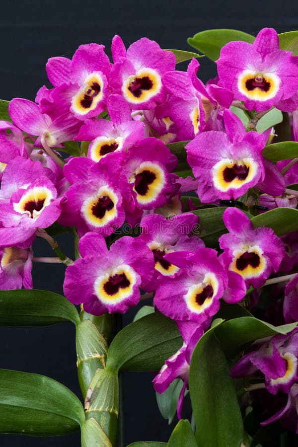 Dendrobium red emperor stock image. Image of green, natural - 140789835