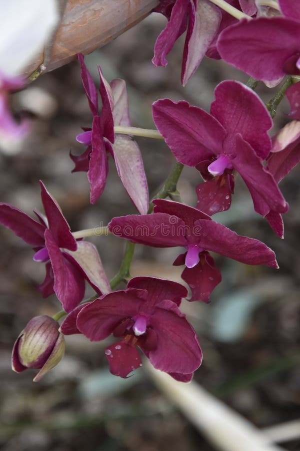 The Dendrobium Red Wine Flowers Stock Image - Image of detail, blossom ...