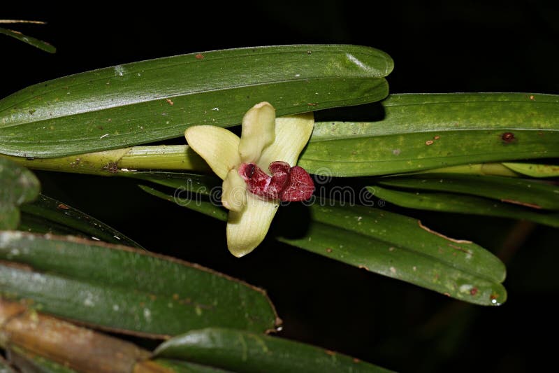 Dendrobium Section Biloba, Small Yellow Orchid with Red Lip Stock Photo ...