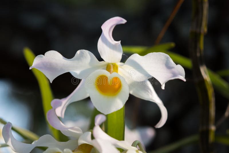 Dendrobium Signatum Orchids. Stock Image - Image of botany, close: 71888827