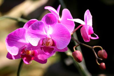 965 Sonia Dane Stock Photos - Free & Royalty-Free Stock Photos from ...