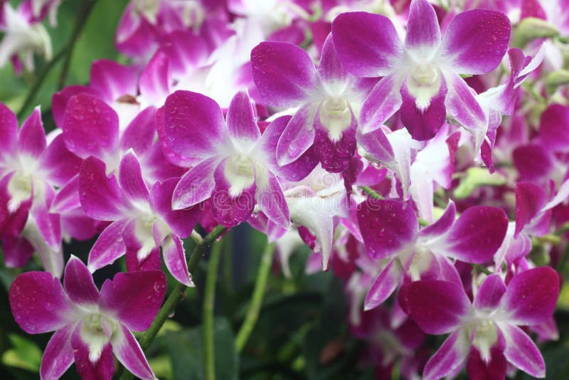 990 Sonia Dane Stock Photos - Free & Royalty-Free Stock Photos from ...