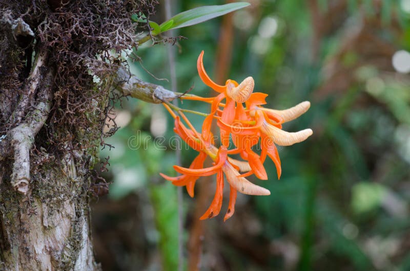Dendrobium unicum stock image. Image of tropical, oriental - 40082605