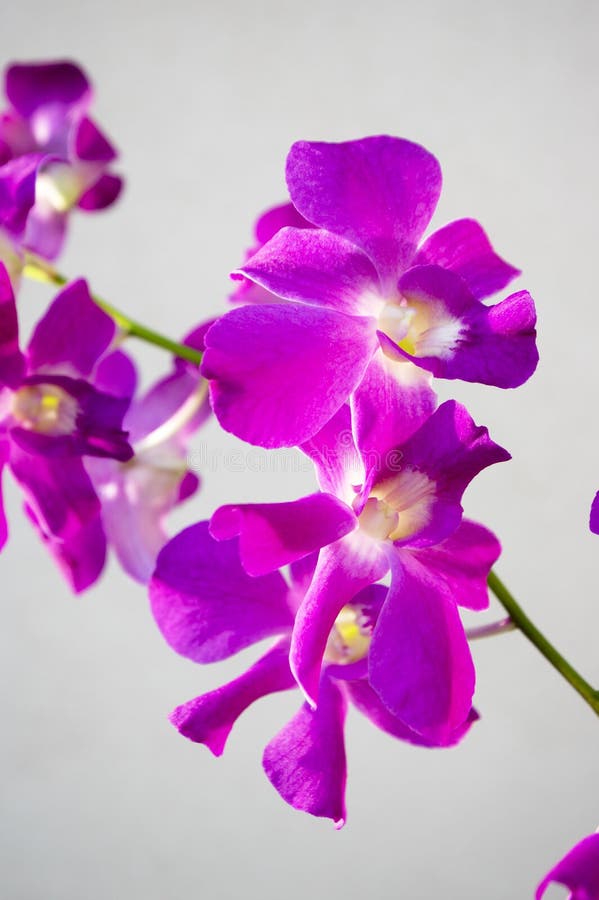 Dendrobium Orchid In Bloom, Light Background Stock Photo - Image of ...