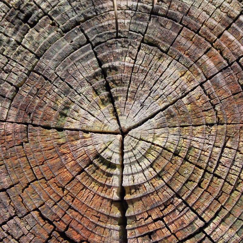 Dendrochronology imagen de archivo. Imagen de edad, madera - 42591311