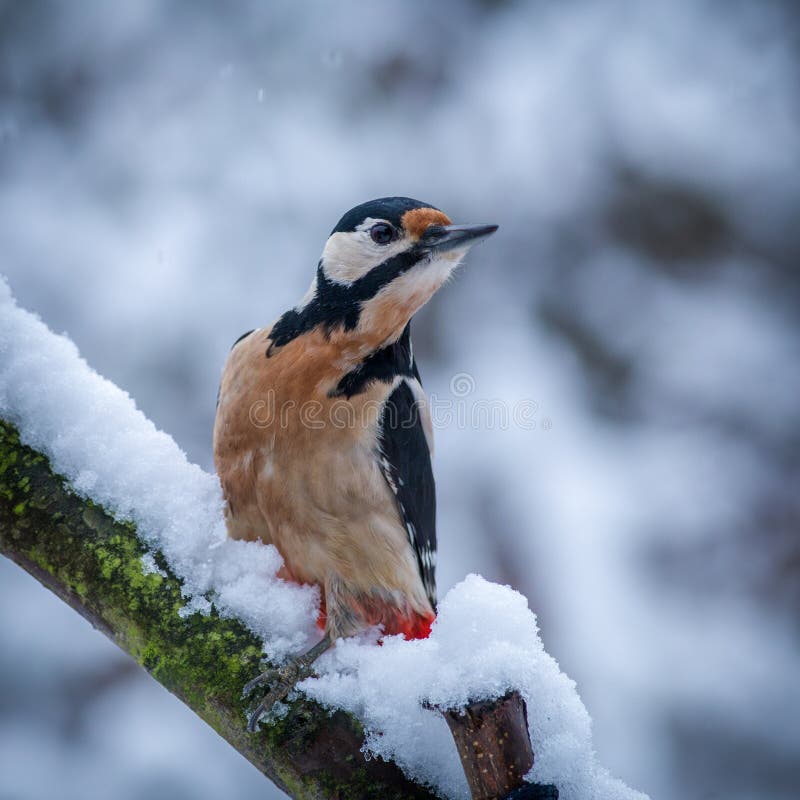 Dendrocopos Major Sparrowhawk Bird on the Branch Stock Photo - Image of ...