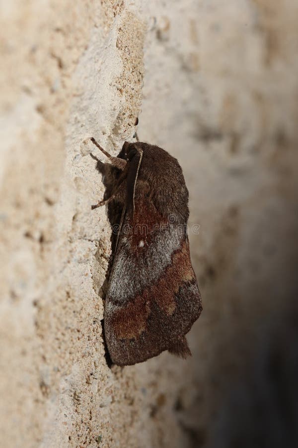 Dendrolimus Moth Stock Photos - Free & Royalty-Free Stock Photos from ...