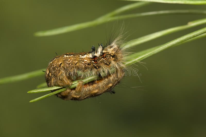 Caterpillar `Dendrolimus Pini` Stock Photo - Image of macro, insects ...