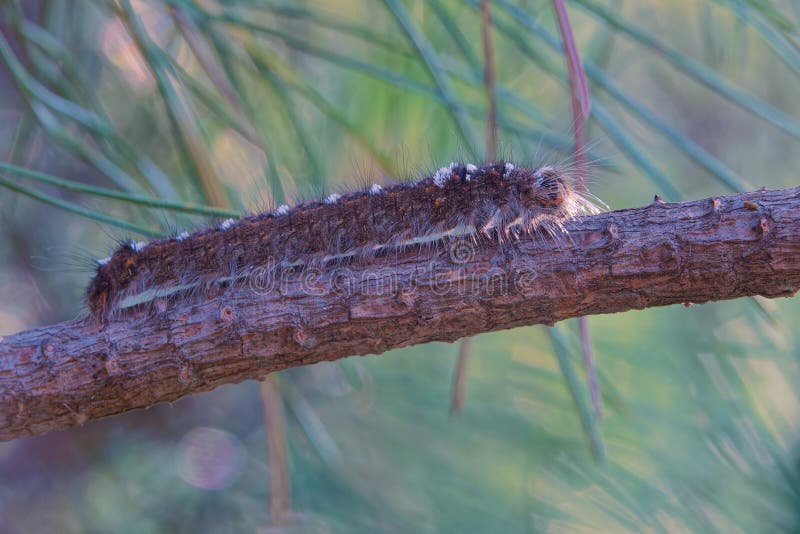 Dendrolimus punctatus stock image. Image of wildlife - 188993803