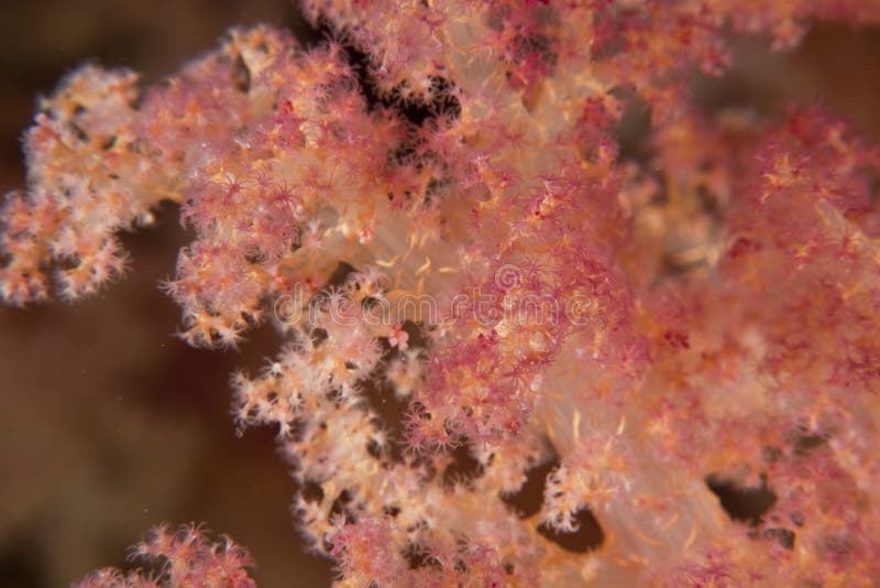 Dendronephthya hemprichi stockbild. Bild von nave, erholung - 8732153