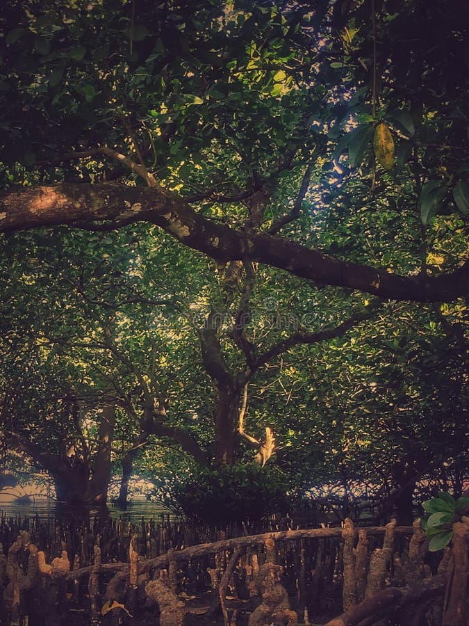 Dendrophobia Coastal Forest Stock Photos - Free & Royalty-Free Stock ...