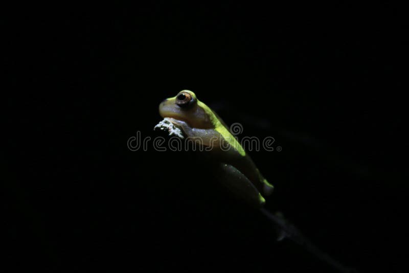 Dendropsophus Bifurcus, Upper Amazon Tree Frog, a Fluoriscent Yellow ...