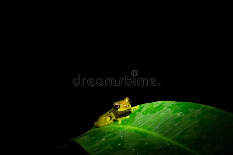 Dendropsophus Bifurcus or Upper Amazon Tree Frog in the Rainforest ...