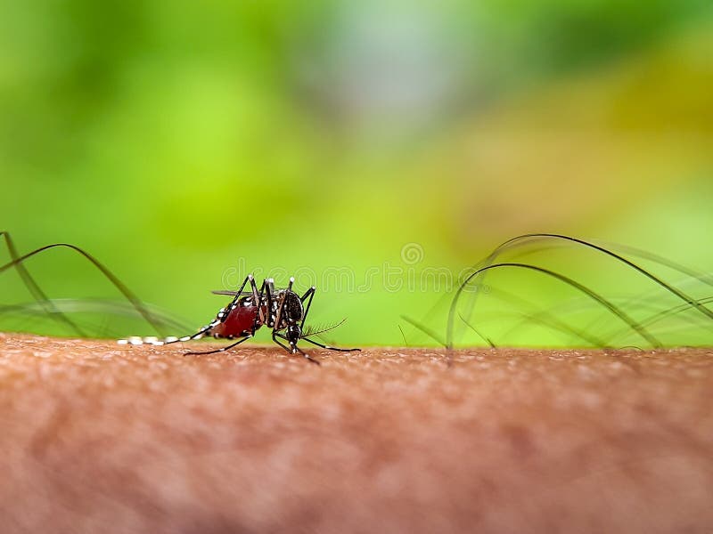 Dengue Fever Mosquito is Biting Human Skin Stock Image - Image of green ...