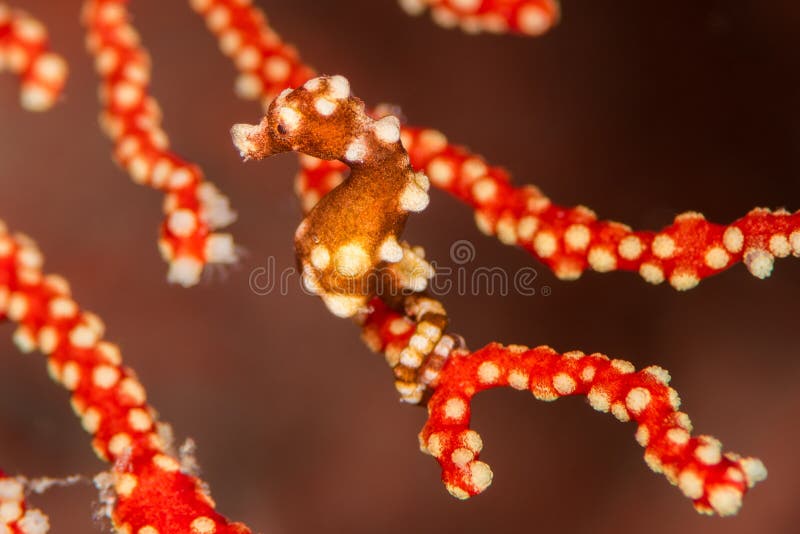 Denise S Pygmy Seahorse in the Raja Ampat Stock Image - Image of ...