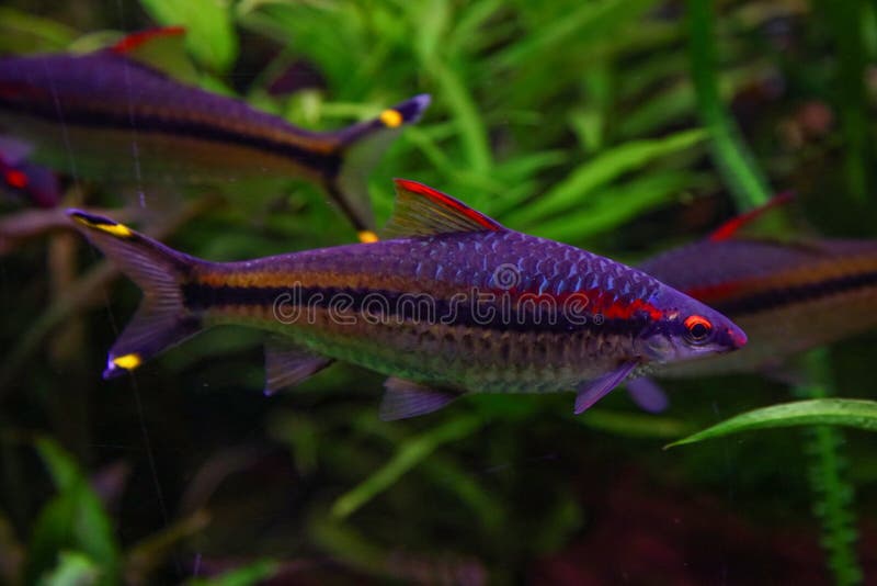 Denison Barb, Fish Swims in the Aquarium Stock Photo - Image of swim ...