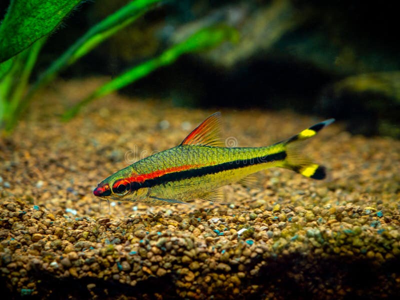 Denison Barb Sahyadria Denisonii Isolated on a Fish Tank Stock Image ...