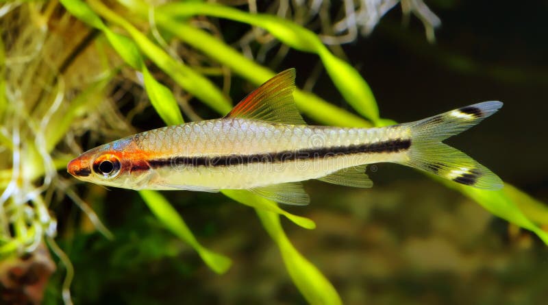 Denisons Barb Roseline Shark Sahyadria Denisonii Red-line Torpedo Barb ...