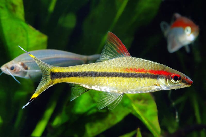 Denisons Barb Roseline Shark Sahyadria Denisonii Red-line Torpedo Barb ...