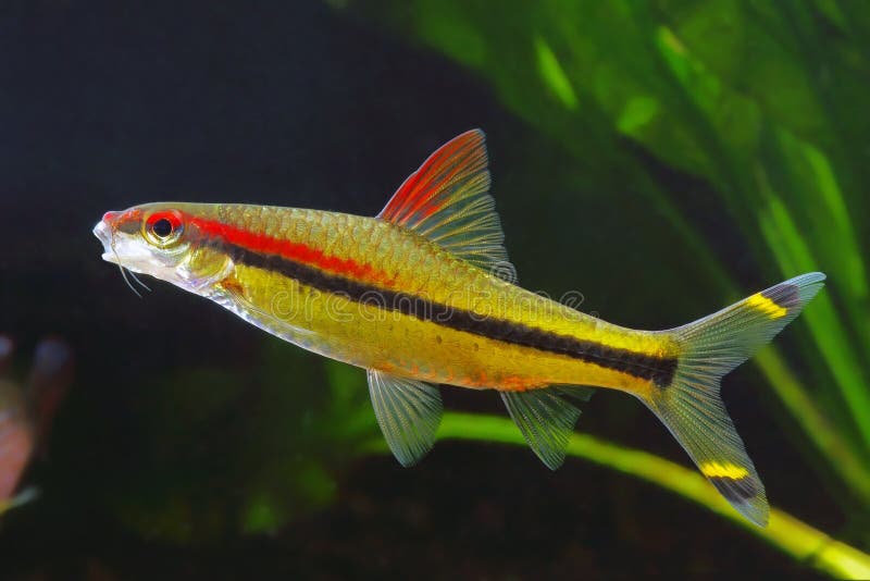 Denison s barb stock photo. Image of denisonii, bright - 56951122