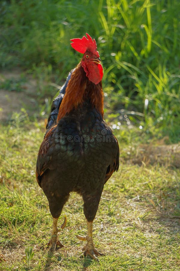 Denizli Rooster Hen Crowing and Looking at Camera Stock Photo - Image ...