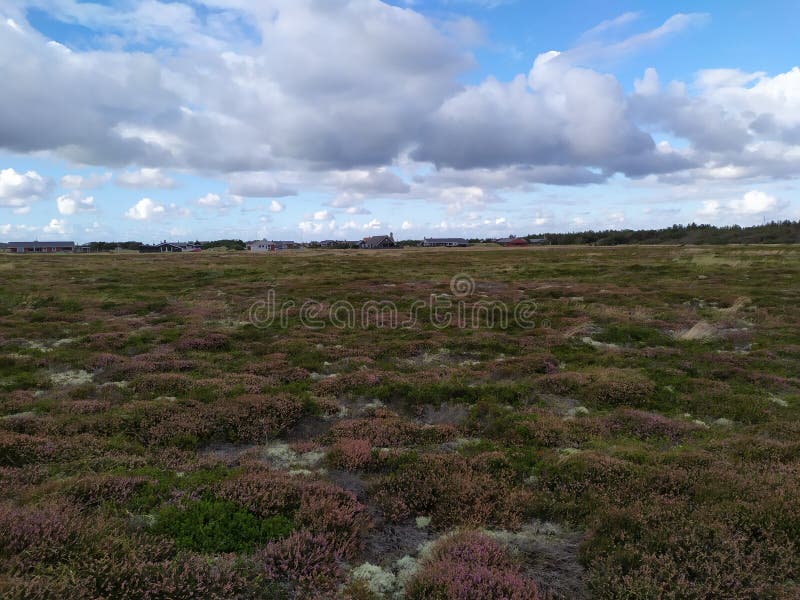 Denmark flora stock photo. Image of landscape, nature - 248082896