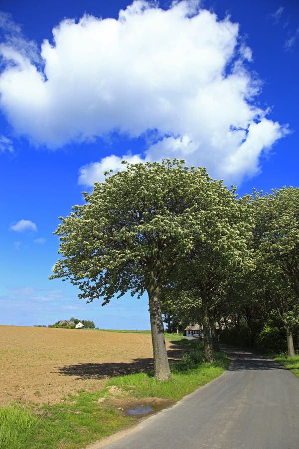 Denmark,Mon Island, Country. Stock Photo - Image of sunny, island: 64227464