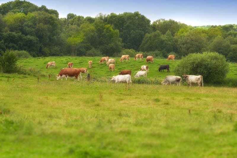 Denmark Nature, Countryside and Environment. Nature in the Kingdom of ...