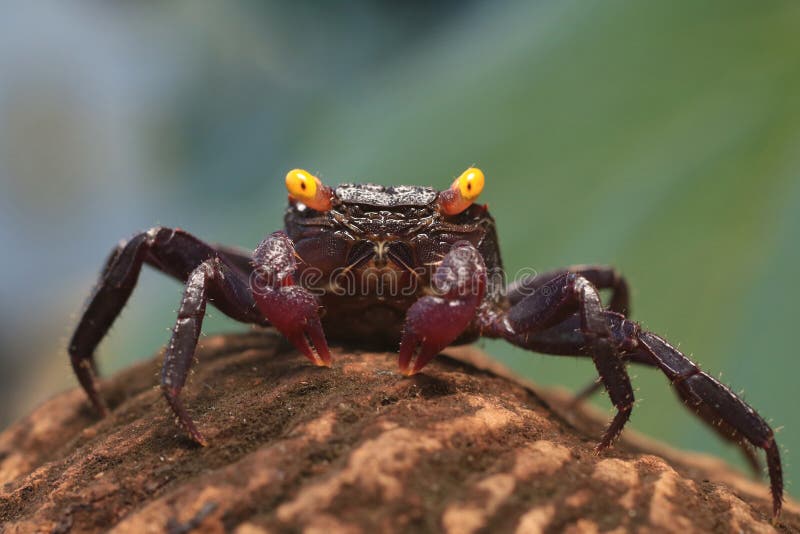 Dennerle De Geosesarma De Crabe De Vampire Photo stock - Image du petit ...
