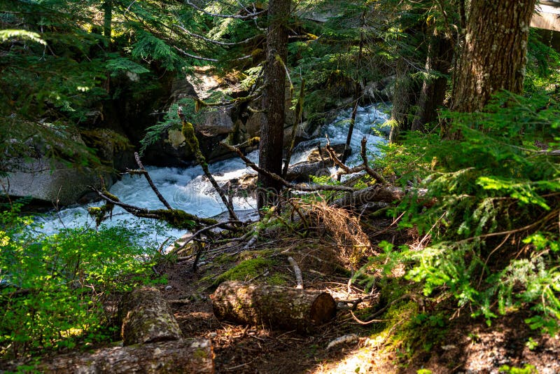 Denny Creek Forest stock photo. Image of travel, river - 380126506