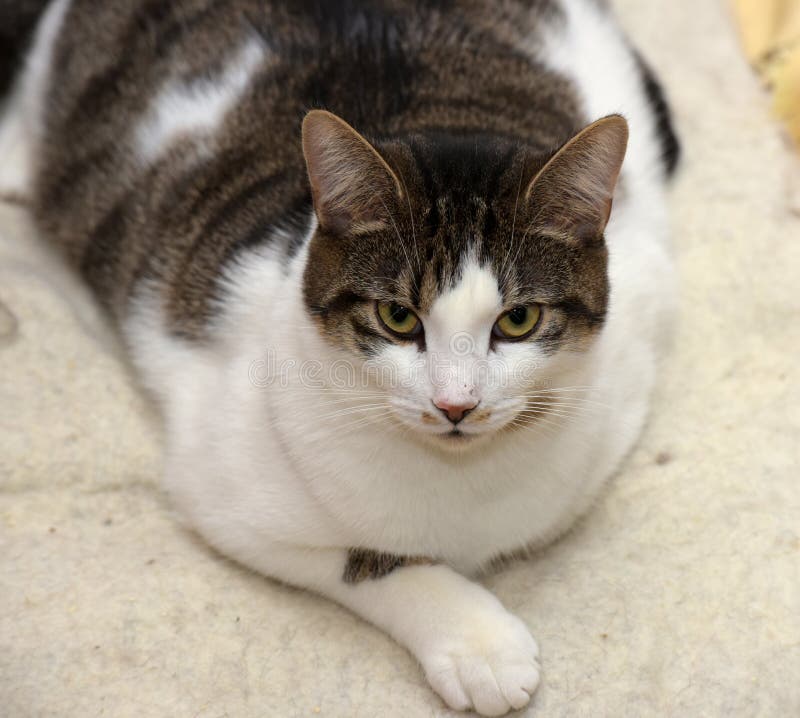 Densamente, Blanco Con El Gato Marrón Imagen de archivo - Imagen de ...