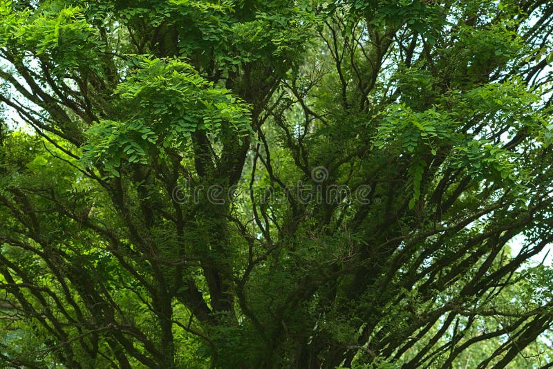 Dense Acacia Tree Branches. Stock Image - Image of natural, acacia ...