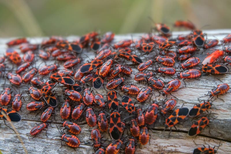Community insects stock photo. Image of swarming, insects - 15616520