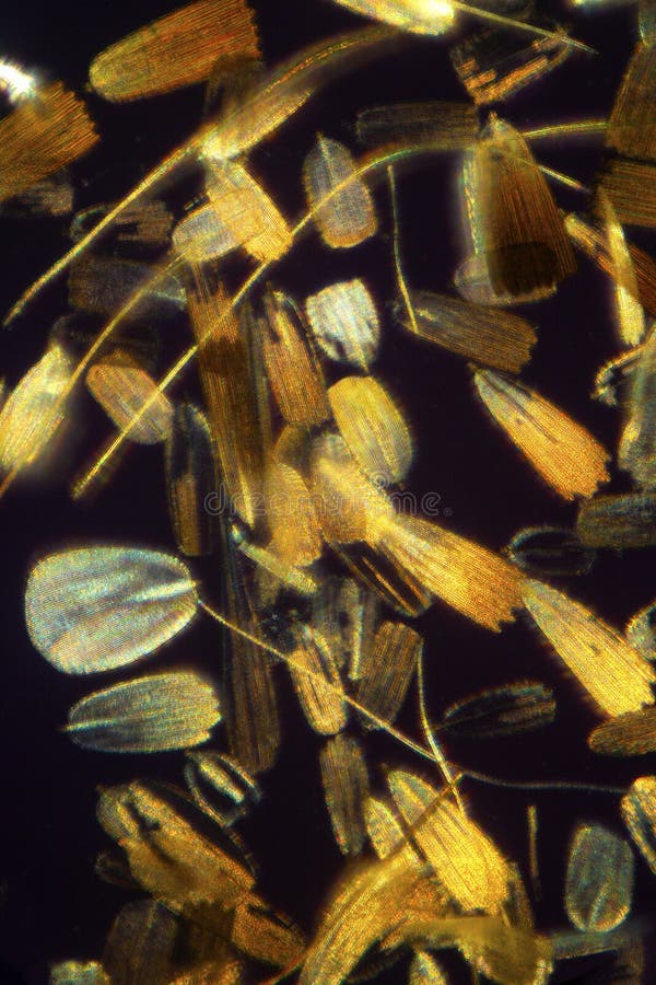 Bright Abstract Micrograph of Dramatic Scales from a Moth Wing Stock ...