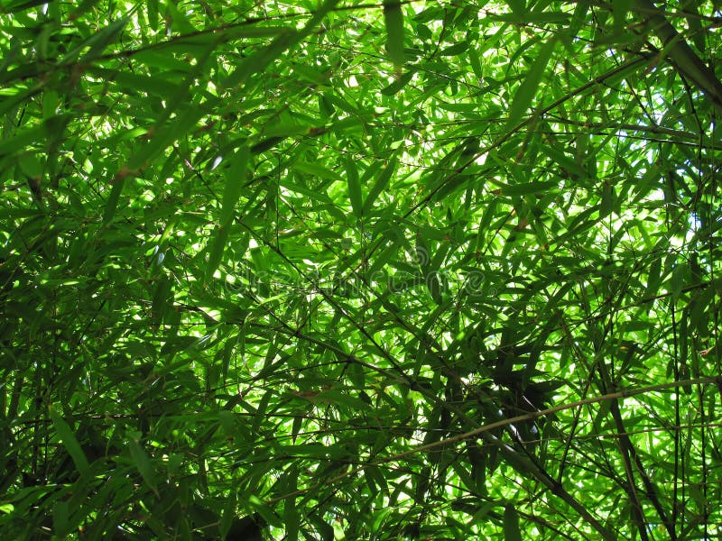 Dense bamboo foliage stock photo. Image of exterior, botany - 35761498