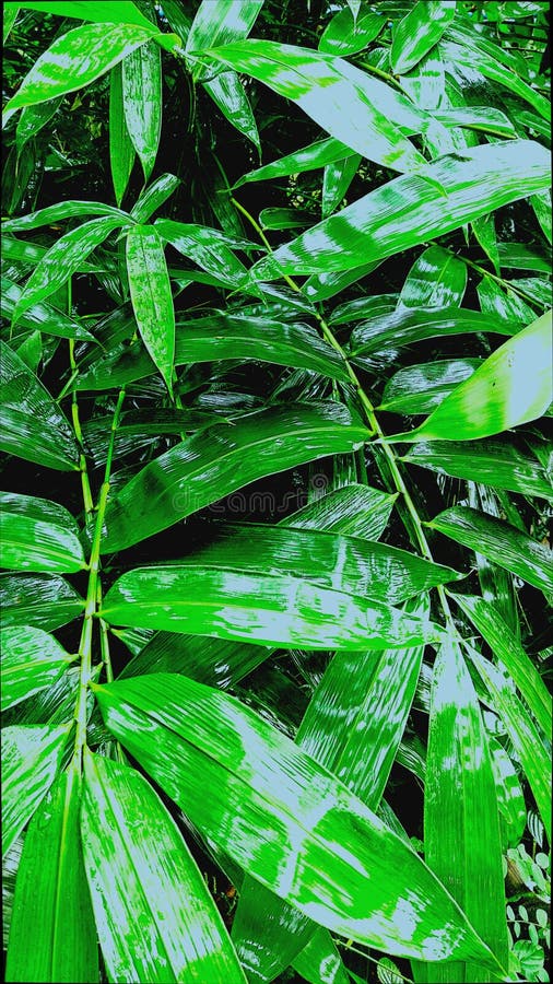 Dense Bamboo Leaves Splashed with Rain Stock Image - Image of rain ...