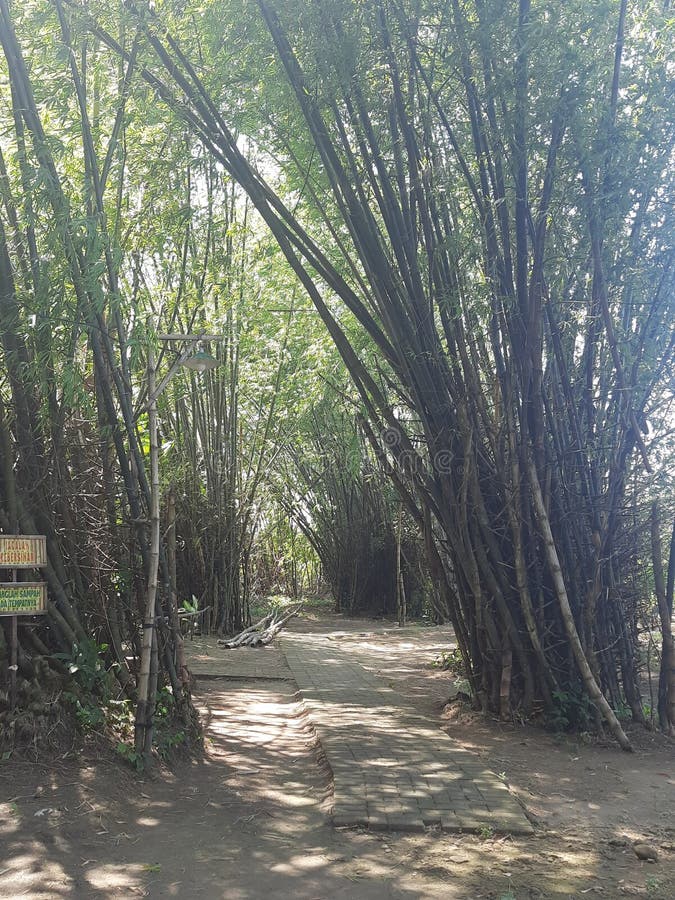 Dense Bamboo Trees with Pathway in the Village Stock Image - Image of ...
