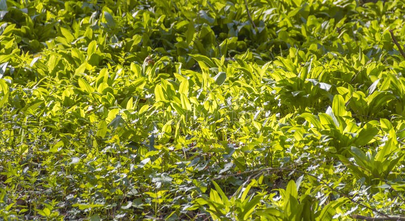 Dense bear leek vegetation stock photo. Image of green - 91412346