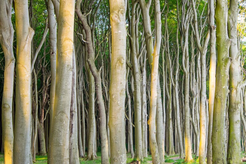 Dense Forest Beech Tree Grove Stock Image - Image of uninhabited, fagus ...