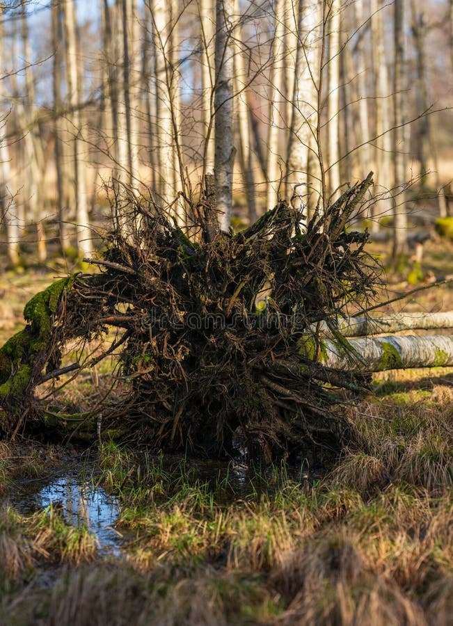 Dense Birch Forest with Fallen Trees.. Stock Photo - Image of nature ...
