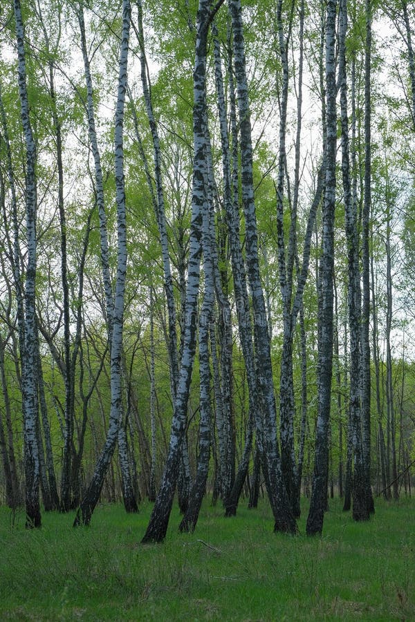 Dense Birch Forest. Green Forest with Young Birch Stock Photo - Image ...