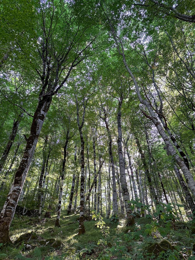 Dense Birch Forest on the Hillside. View from the Bottom Upwards Stock ...