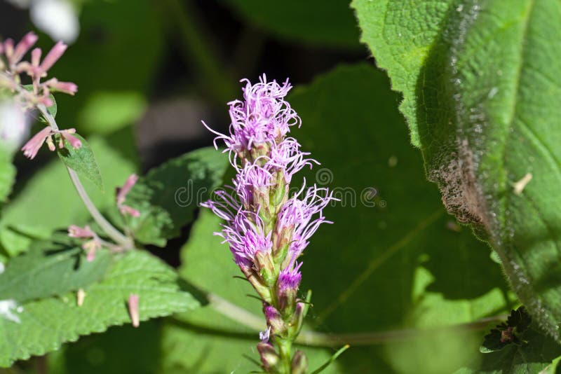 Dense Blazing Star, Liatris Spicata Stock Image - Image of beautiful ...