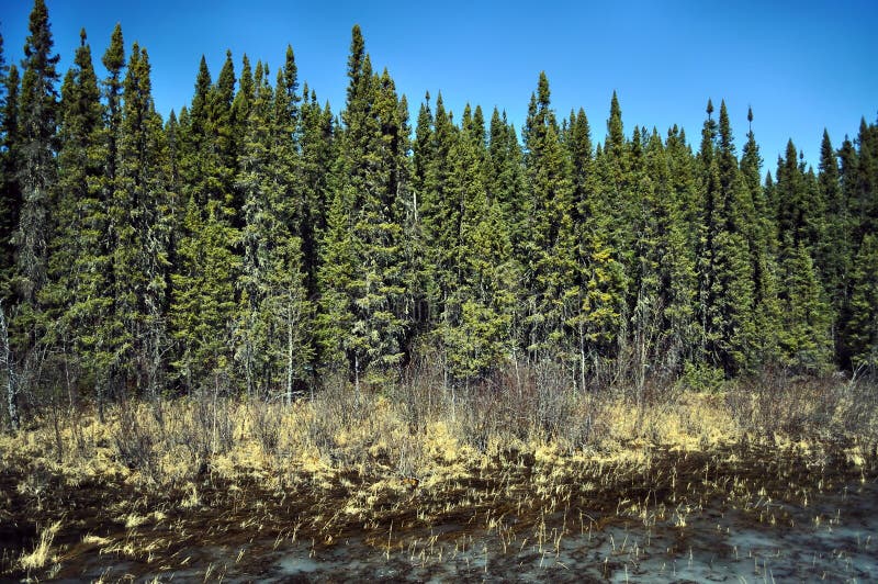 Dense Boreal Forest stock photo. Image of forest, canada - 12451362 Dense Boreal Forest stock photo. Image of forest, canada - 12451362