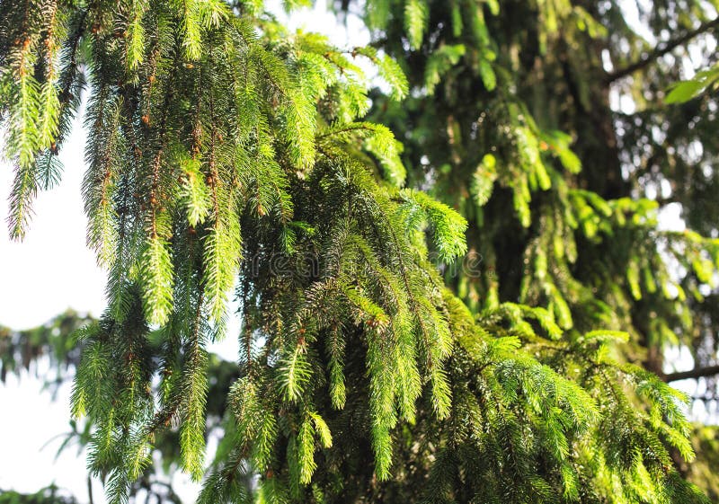 A Dense Branch of a Taiga Spruce in the Sunlight, Wildlife. Conifer ...