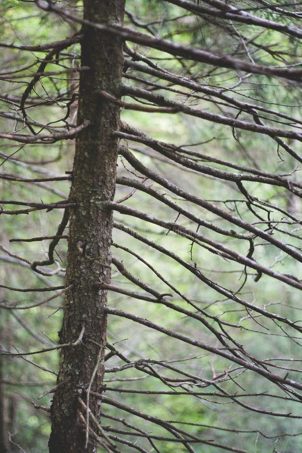 Dense branches stock image. Image of forest, branches - 60068715